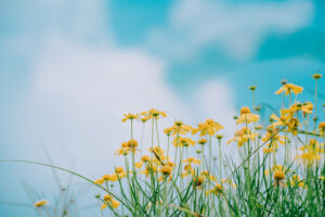 THRIVEの意味分かりますか？覚えにくい単語を漫画で覚えましょう。 - チカクする英語